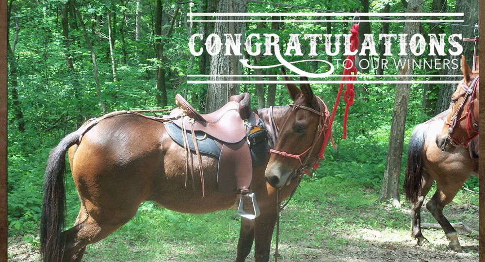 mule – Trail Saddles by Steele